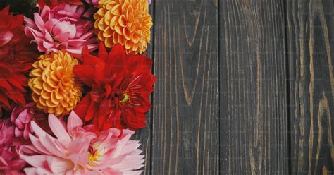 가을 꽃은 텍스트를 위한 공간이 있는 소박한 나무 배경에 접해 있습니다 계절 인사말 카드 템플릿입니다 어두운 테이블에 아름 다운 신선한 빨강 분홍색과 오렌지 달리아