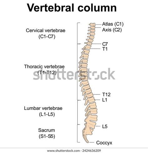 Vertebral Column Labeled Illustration Vector Stock Vector Royalty Free