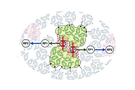 A Structure Based Model Of Energy Transfer Reveals The Principles Of Light Harvesting In
