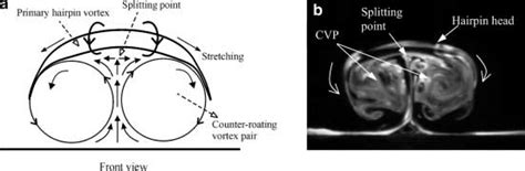 A B Stretching Of Hairpin Vortex By The Counter Rotating Vortex Pair Download Scientific