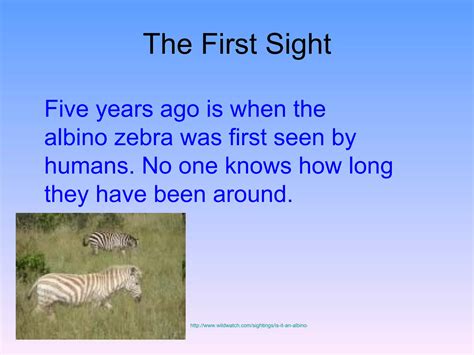 Albino Zebra Ppt