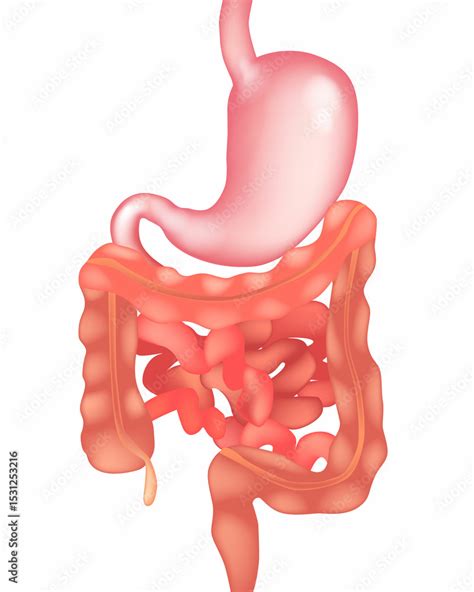 Vector Illustration Of The Human Digestive System Showing The Stomach Small Intestine And