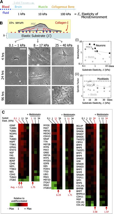 Matrix Elasticity Directs Stem Cell Lineage Specification Cell