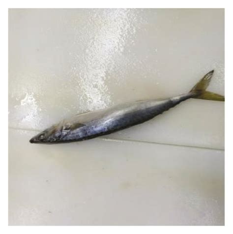 Comparison Between A Preprocessing And B Postprocessing Images Download Scientific Diagram