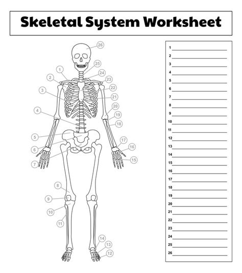 Bone Anatomy Worksheet Classful Worksheets Library