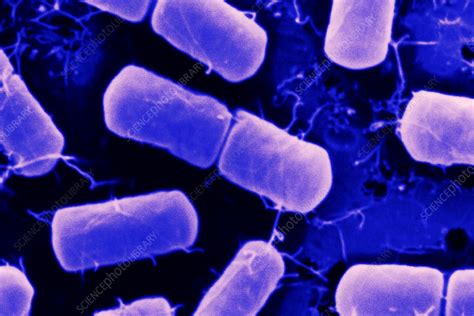 Dividing Bacteria Stock Image B2201477 Science Photo Library