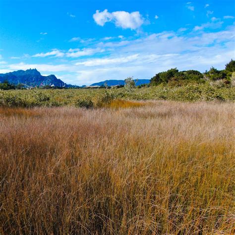 Juncus Kraussii — Kauri Park