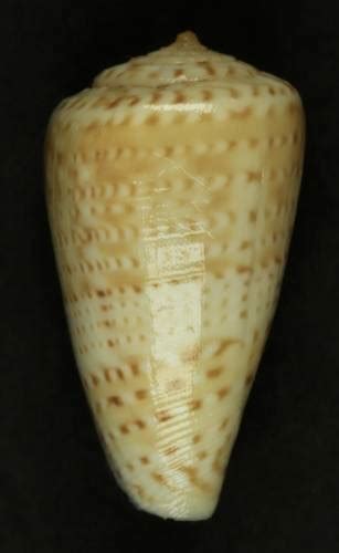Conus Infrenatus 4120962