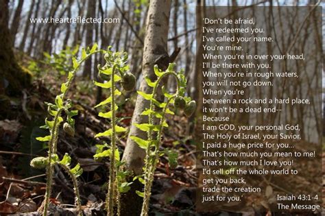 Tree In The Woods With Bible Verse