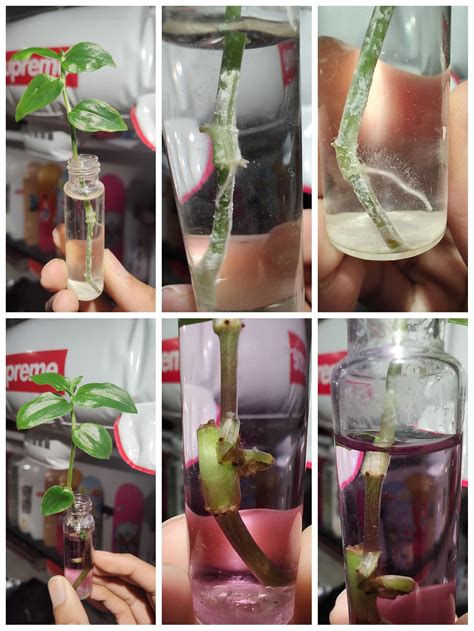 Rooting Hormone Gel And Powder Rtradescantia