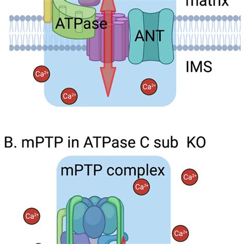 Model Of Mptp Formation In Conditions Of Mitochondrial Ca 2 Overload Download Scientific