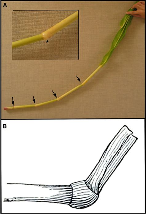 Figure 1 From The Cereal Stem Pulvinus As A Model System Semantic Scholar