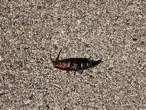Bug That Looks Like A Roach Spotted In Portland Or Metropolitan Rwhatsthisbug Bug That Looks Like A Roach Spotted In Portland Or Metropolitan Rwhatsthisbug