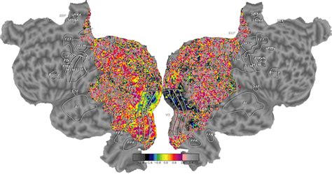 High Quality Flatmaps Generated By Pycortex Cortical Flatmaps Can Be Download Scientific