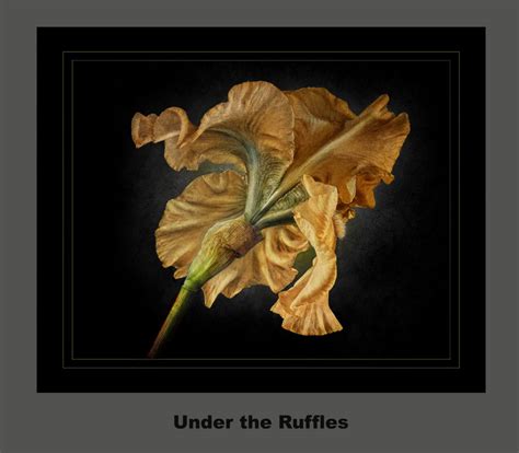 Creative Photography Assignment Flowers Capital Champlain