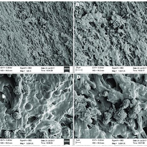 Scanning Electron Micrographs Of The Transverse Longitudinal Cut