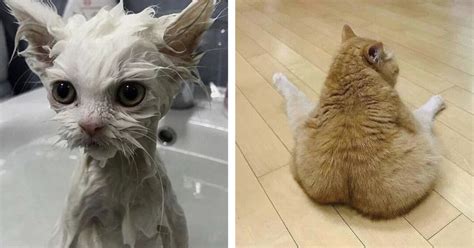 35 Урнебесни фотки од мачки што докажуваат дека тие секогаш прават нешто чудно Навалица