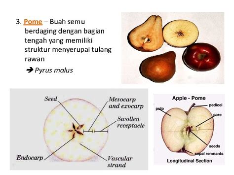Struktur Bunga Buah Dan Biji Struktur Dan Fungsi Struktur Bunga Buah Dan Biji Struktur Dan Fungsi