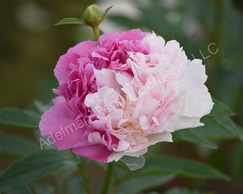 The Mister Ed Peony | Adelman Peony Gardens