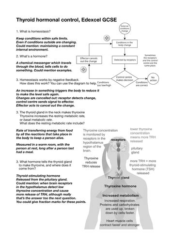 Edexcel Thyroid Homeostasis Worksheet 9 1 Gcse Biology Teaching