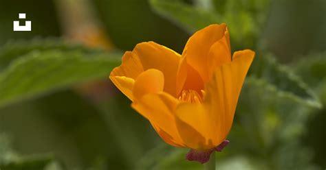 배경에 녹색 잎이 있는 노란색 꽃 사진 Unsplash의 무료 오렌지 양귀비 이미지