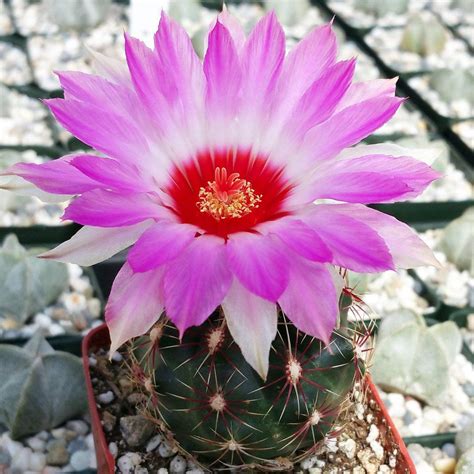 Thelocactus bicolor ssp. schwarzii – Planet Desert