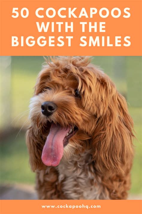 50 Cockapoos With The Biggest Smiles Big Smile Cockapoo Dog Cockapoo