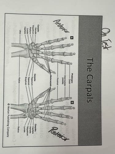 Lab Exam Appendicular Skeleton Flashcards Quizlet