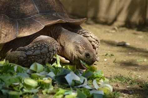 Alimentação De Tartaruga Tartarugas Herbívoras E Onívoras