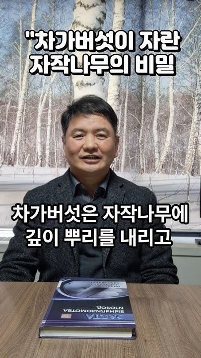 차가버섯이 자란 자작나무의 비밀 차가버섯 상락수차가버섯자작나무 Youtube