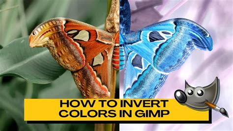 How To Invert Colors Of An Image Using GIMP Easy Methods YouTube
