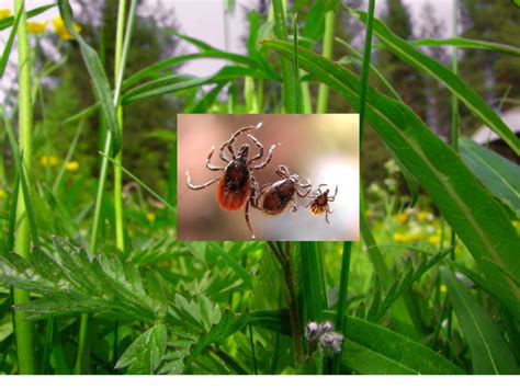 All About Rabbit Diseases Causes Symptoms And Treatment · Hobby Farm