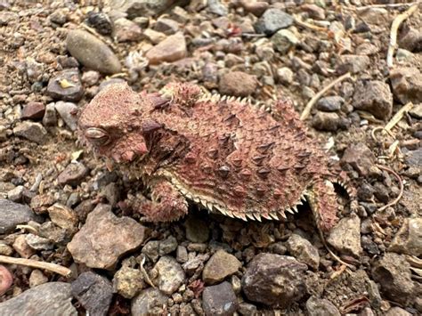 Red Horny Toad Jack Elliotts Santa Barbara Adventure