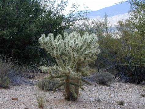 30 Jumping Cholla Facts That May Bite You