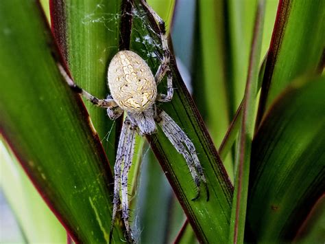 Western Orb Weaver Rmacroporn