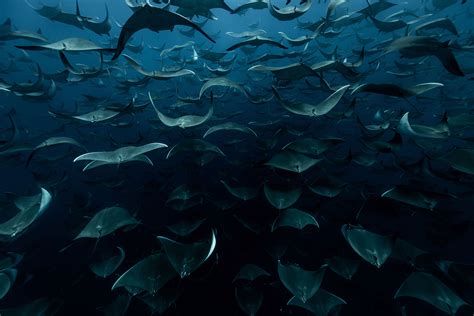 One Great Shot Flying Among The Rays Hakai Magazine