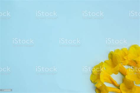 분홍색 배경에 노란색 꽃의 창조적 인 편평한 누워 복사 공간이 있는 최소한의 개념 0명에 대한 스톡 사진 및 기타 이미지 0