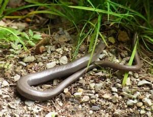 Gray Snake Free Image Peakpx