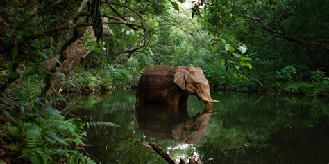 Meet The Pachyderms Svasa Shop