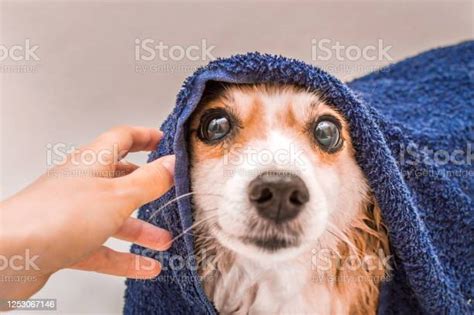 화장실에서 파란색 테리 수건에 싸여 수영 후 총구 젖은 개 가정 생활에 대한 스톡 사진 및 기타 이미지 가정 생활 가정의 방 가축 Istock