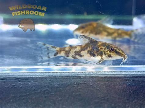 Banded Corydoras Scleromystax Barbatus Wildboar Fishroom