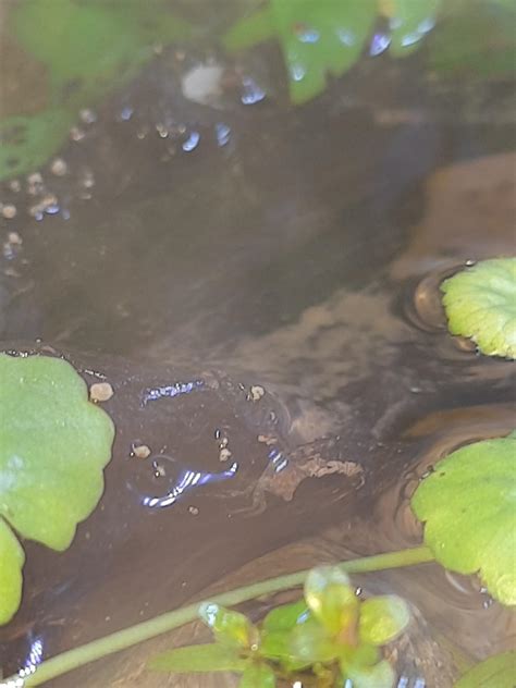 Sexing Vampire Crabs By The Belly Didn T See A Lot Online And No Color Pics So Here Is My