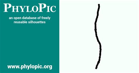 Trichormus Variabilis Cc0 10 Phylopic