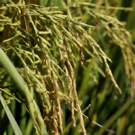 Rice Revelations Rice Cultivation At Home Crops At Home