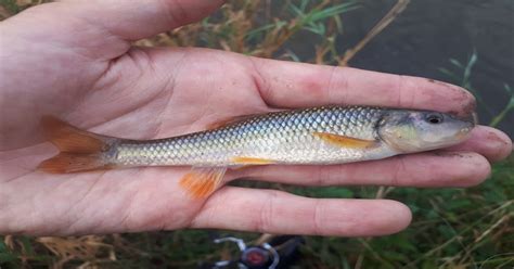 Chub How To Identify And Catch Dedicated Fishing