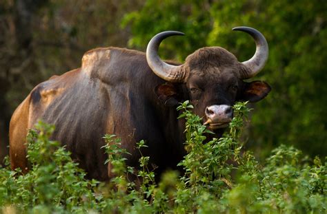 13 Facts About Gaur