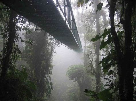 Cloud Forests Real World Earth Science Ck 12 Foundation