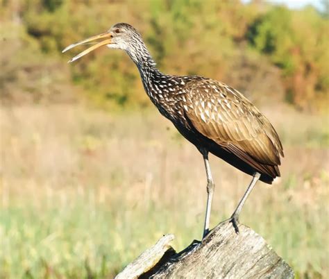 A Wandering Naturalist Florida Limpkins And The Like