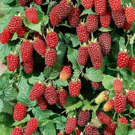 Loganberry Hybrid Loganberry Gardeners Dream