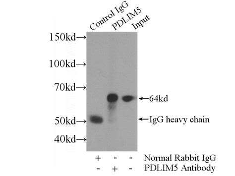 Pdlim5 Rabbit Polyclonal Antibody